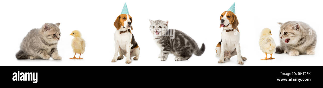 Collage of dog and cat, chickens and hen isolated on white Stock Photo ...
