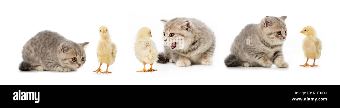 collage of cat and chicken isolated on white Stock Photo - Alamy