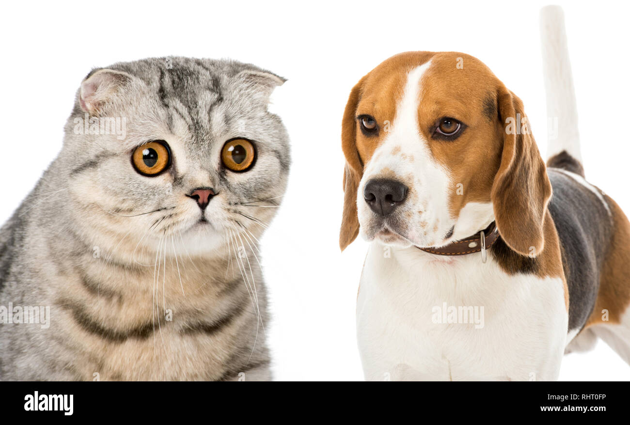 Animals collage hi-res stock photography and images - Alamy