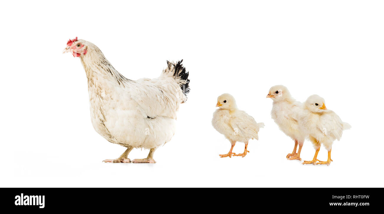 three chickens and hen isolated on white Stock Photo - Alamy
