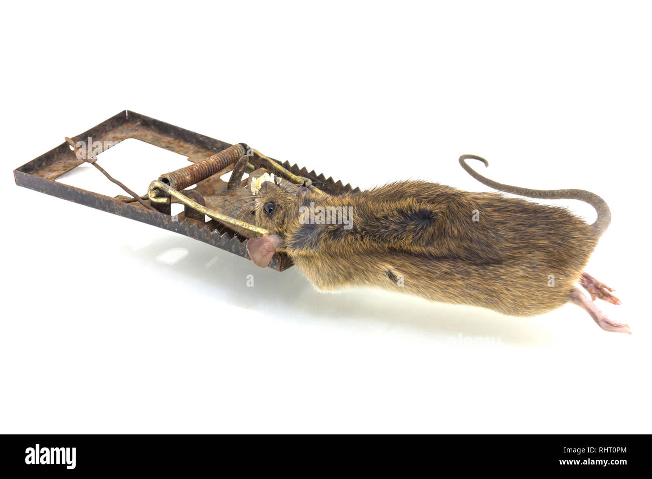 The mouse in a mousetrap it is isolated on a white background Stock ...