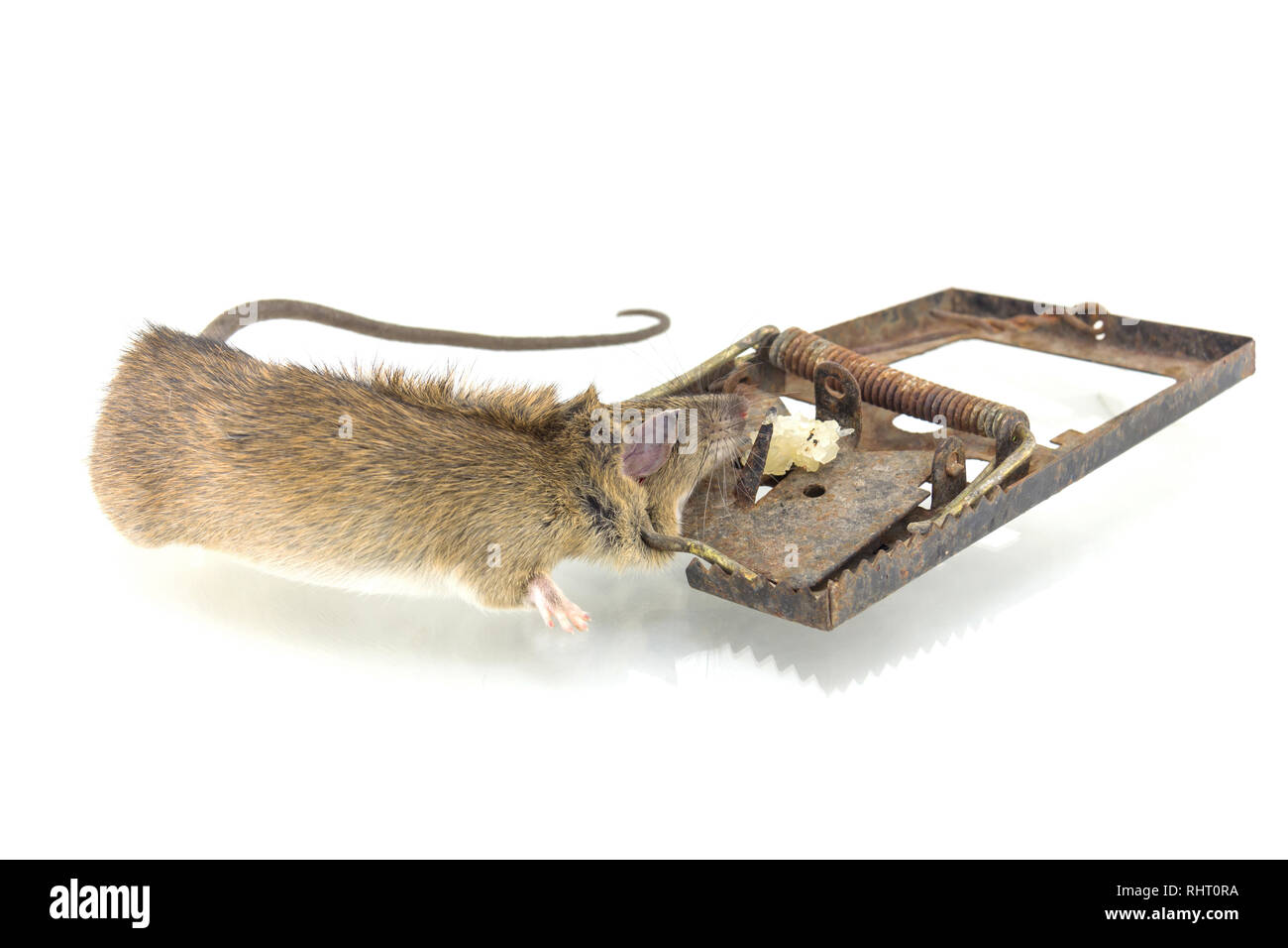 The mouse in a mousetrap it is isolated on a white background Stock ...
