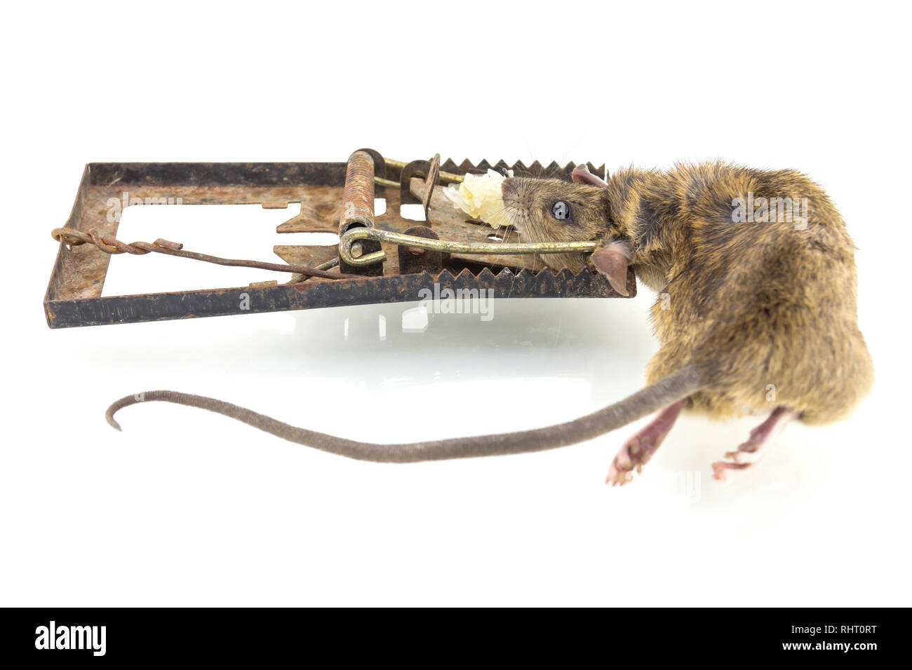 The mouse in a mousetrap it is isolated on a white background Stock ...
