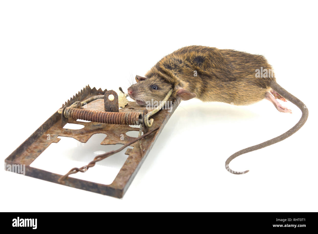 The mouse in a mousetrap it is isolated on a white background Stock ...