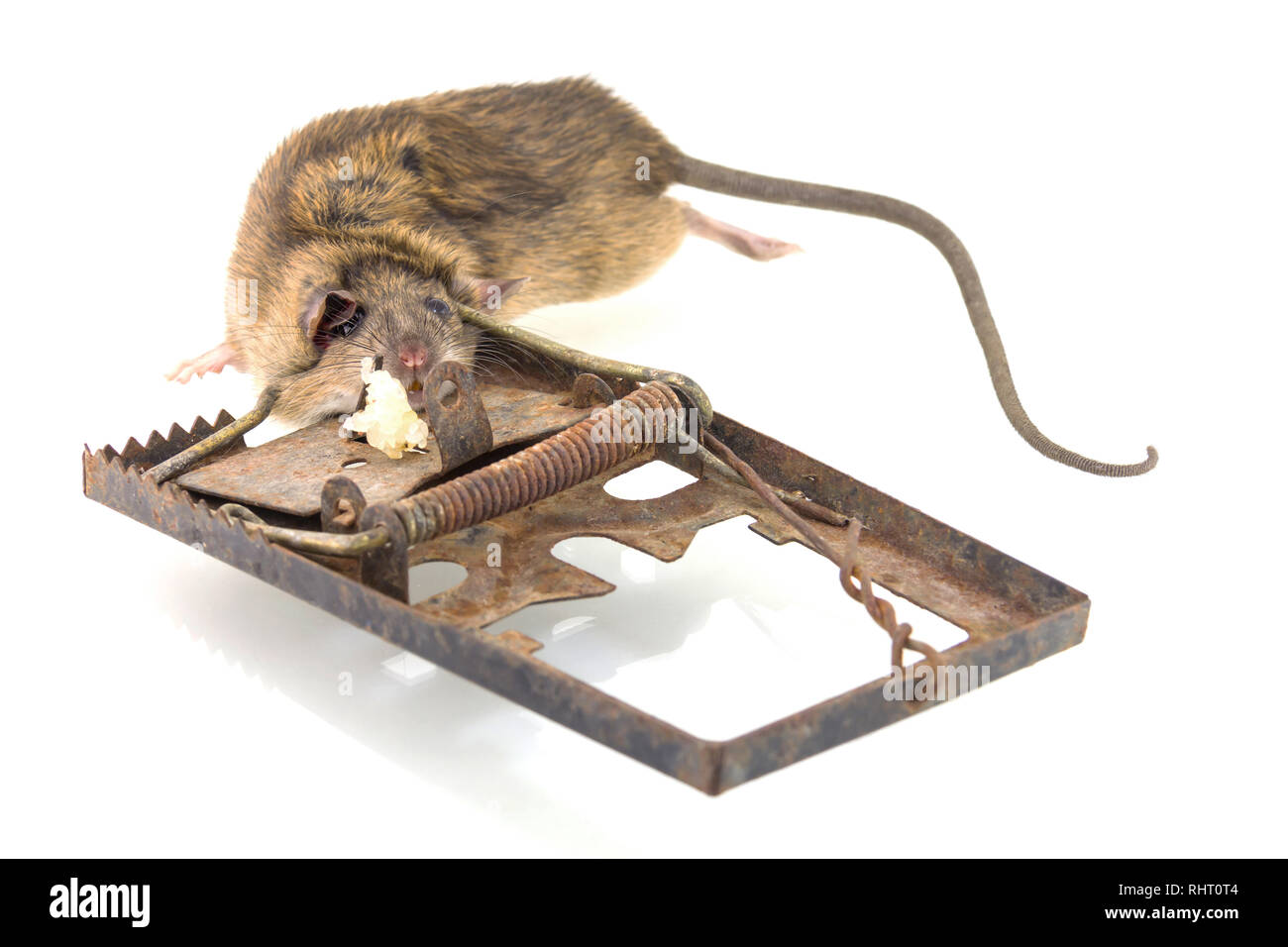 The mouse in a mousetrap it is isolated on a white background Stock ...