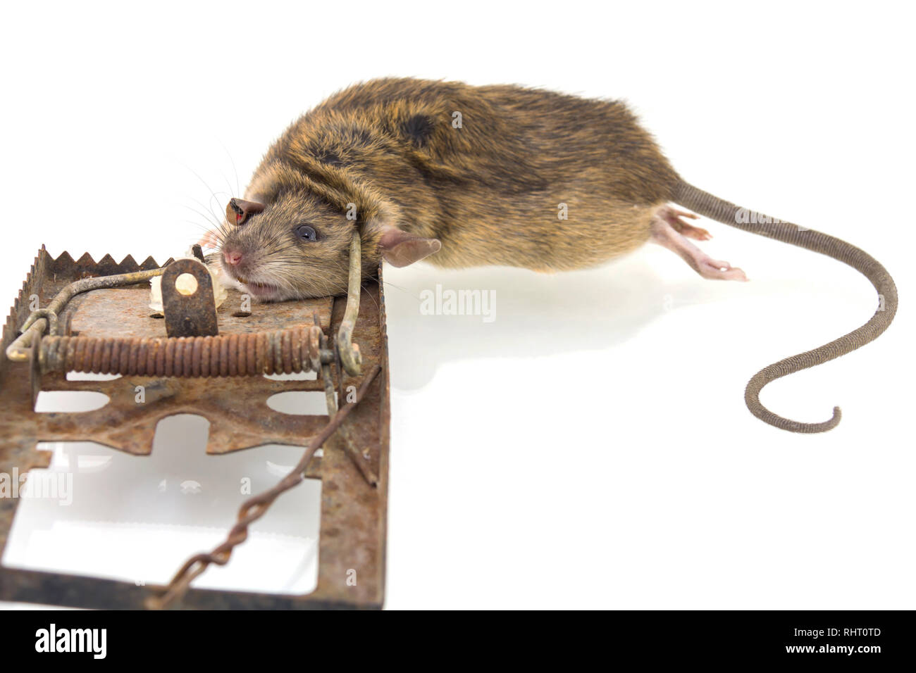 The mouse in a mousetrap it is isolated on a white background Stock ...