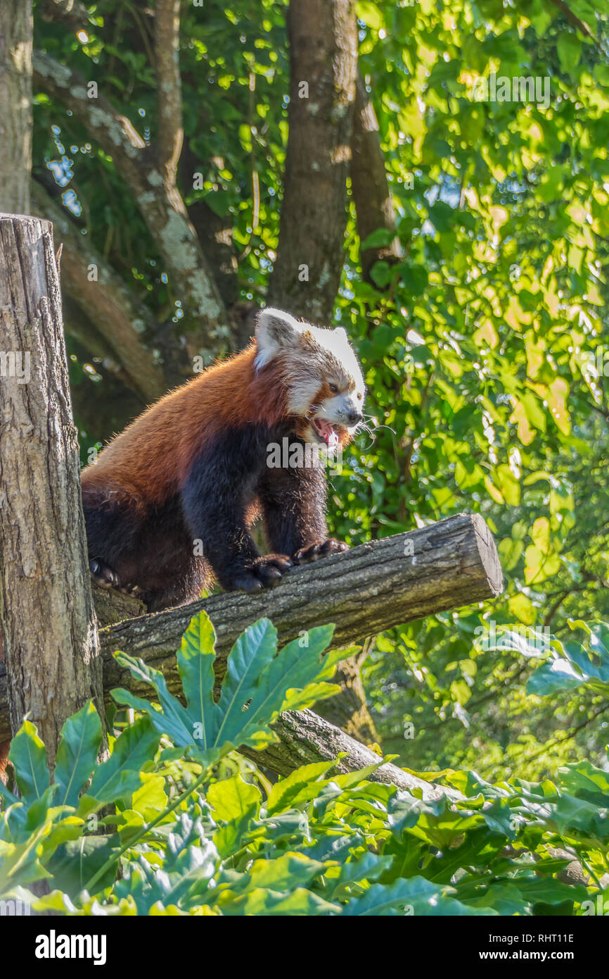 Panda on log hi-res stock photography and images - Alamy