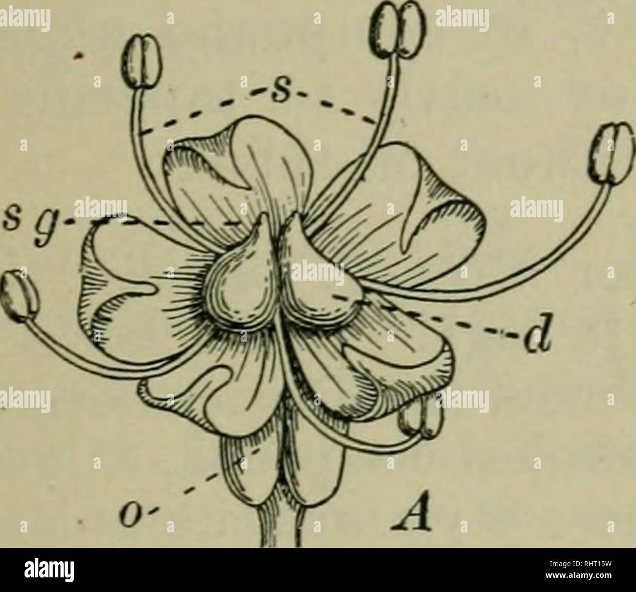 . Bergen's botany : key and flora : Northern and Central States ed ...