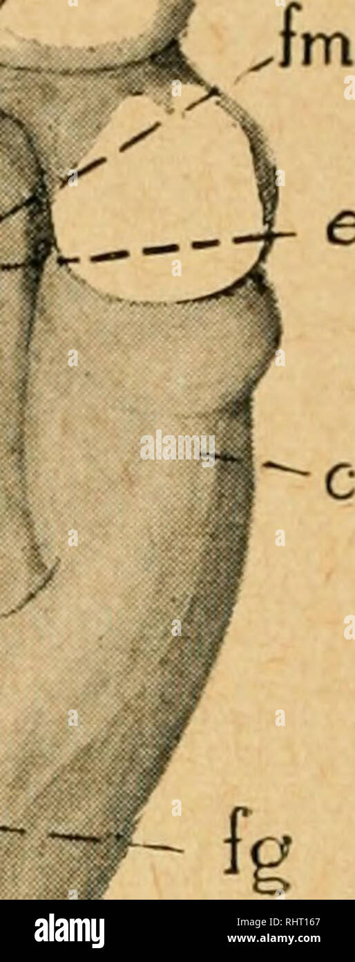 . Bensley's Practical anatomy of the rabbit : an elementary laboratory ...