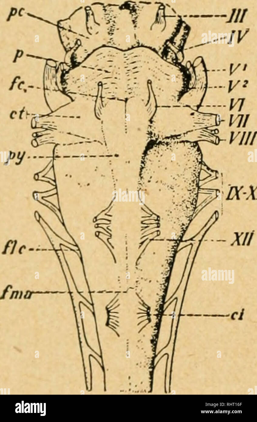. Bensley's Practical anatomy of the rabbit : an elementary laboratory ...