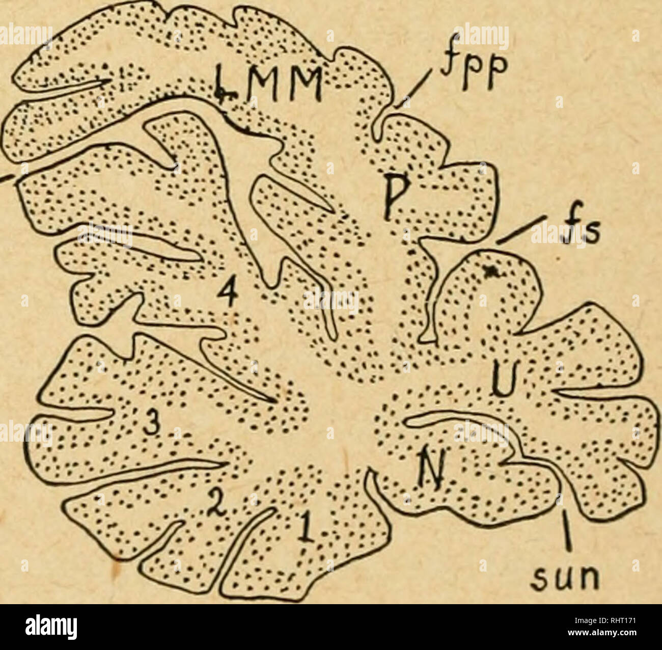 Nodulus hi-res stock photography and images - Alamy