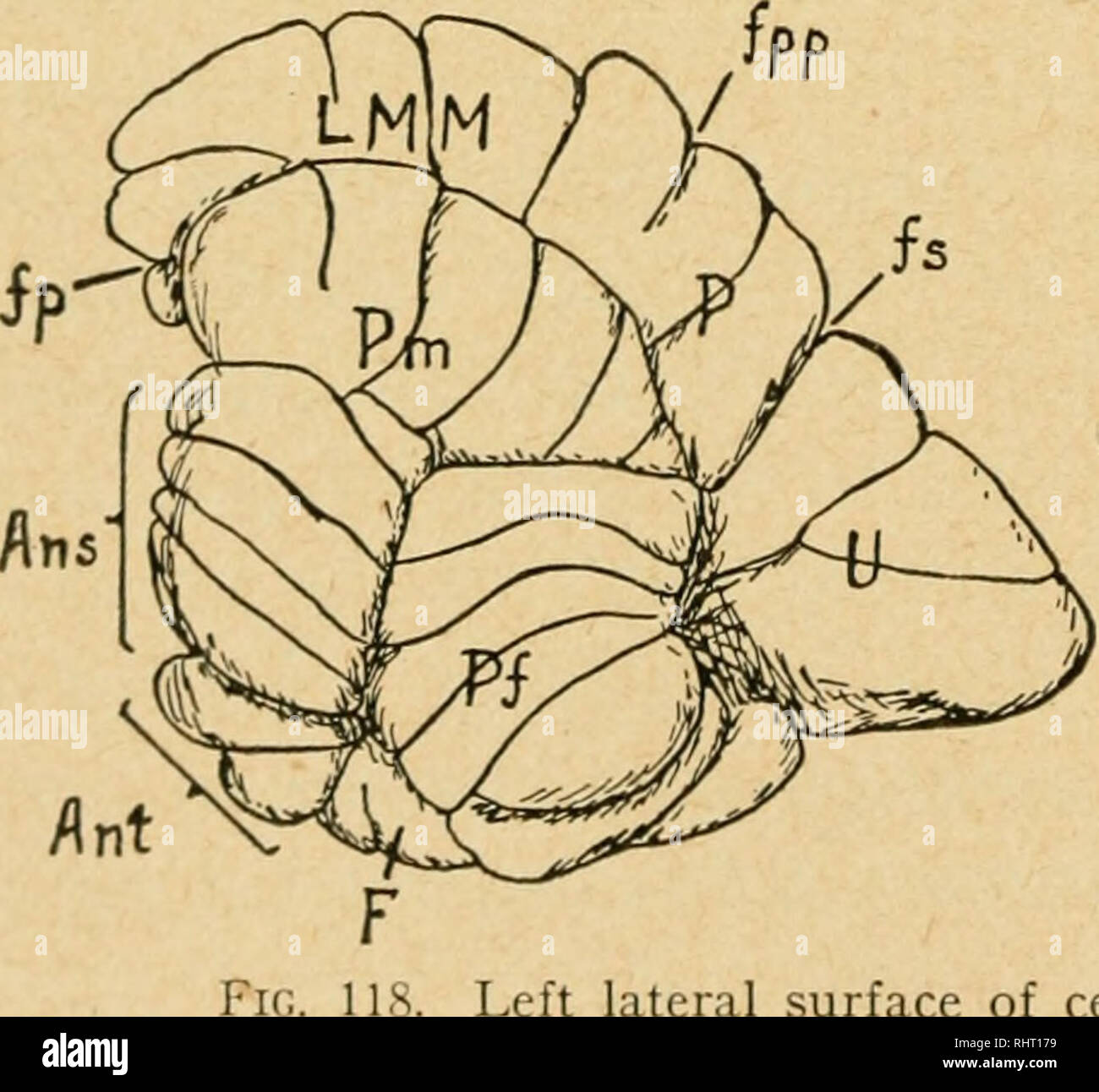 . Bensley's Practical anatomy of the rabbit : an elementary laboratory ...