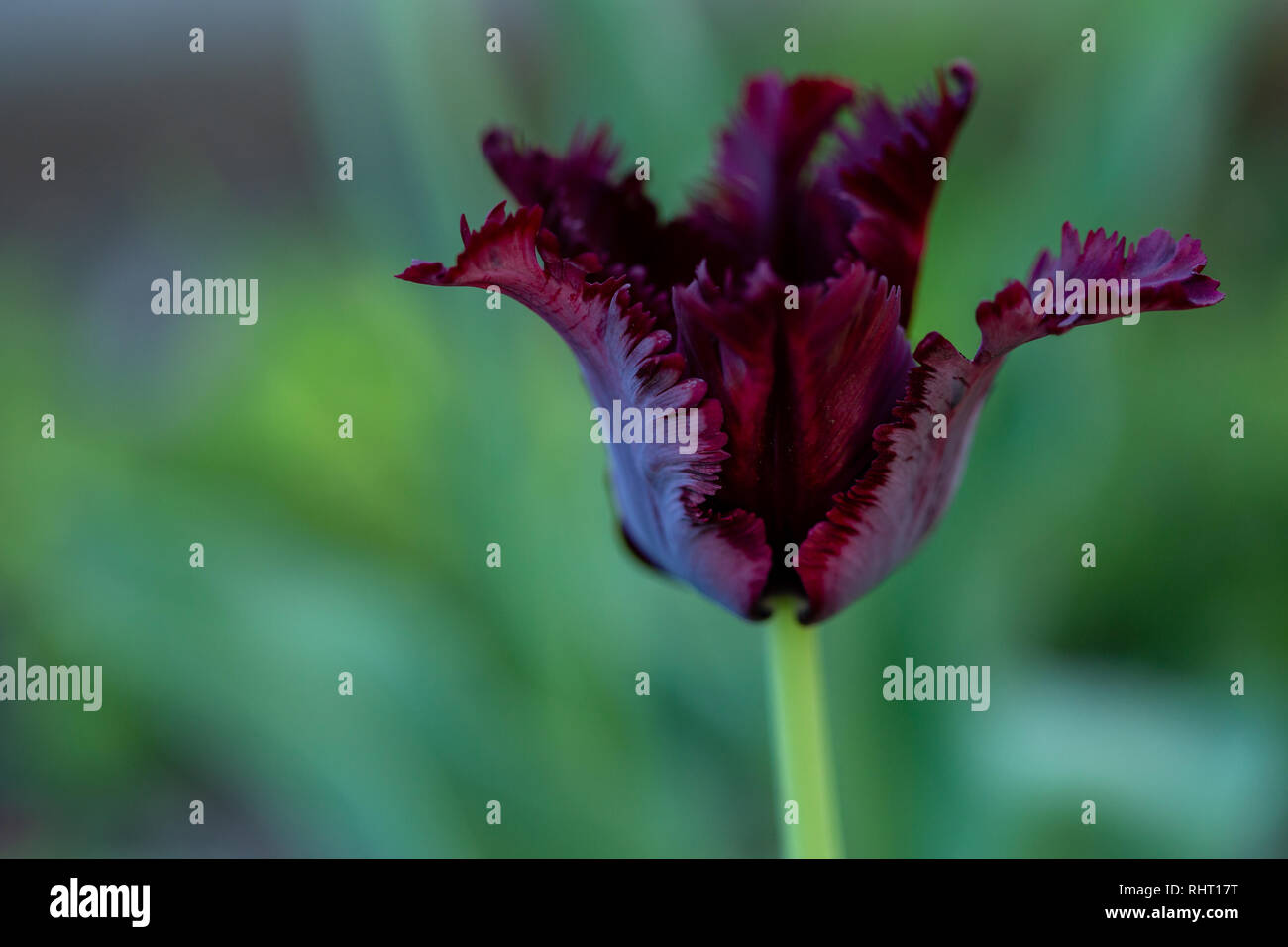 Dark tulips on nature background Stock Photo - Alamy