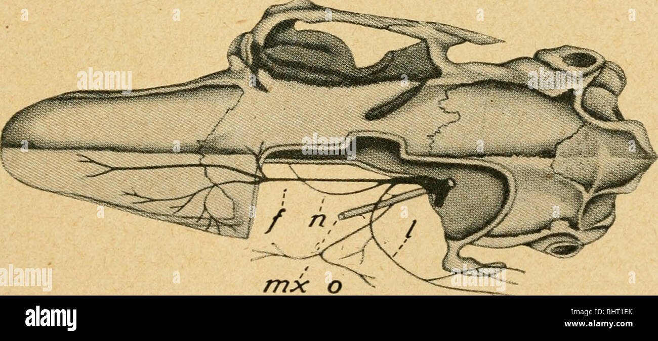 Rabbit dissection hi-res stock photography and images - Alamy