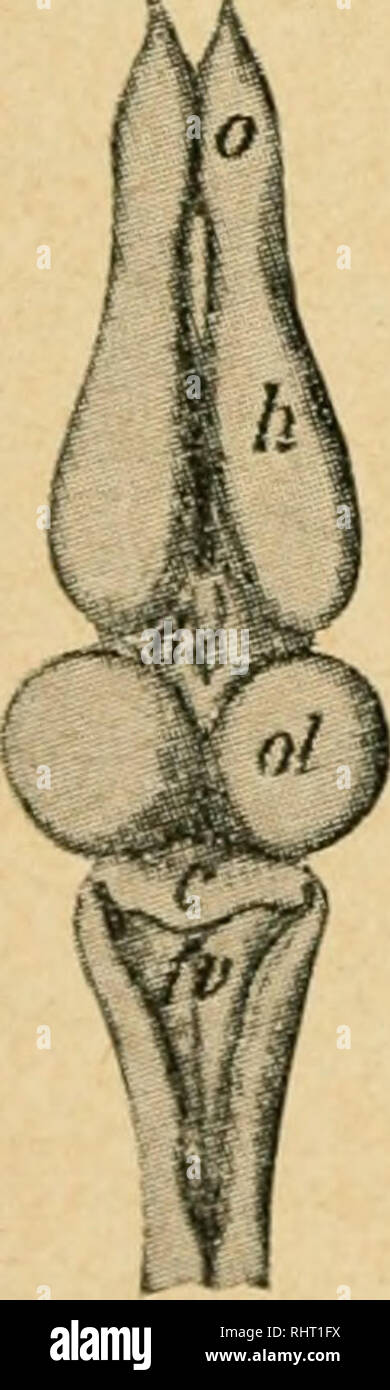 . Bensley's Practical anatomy of the rabbit : an elementary laboratory ...