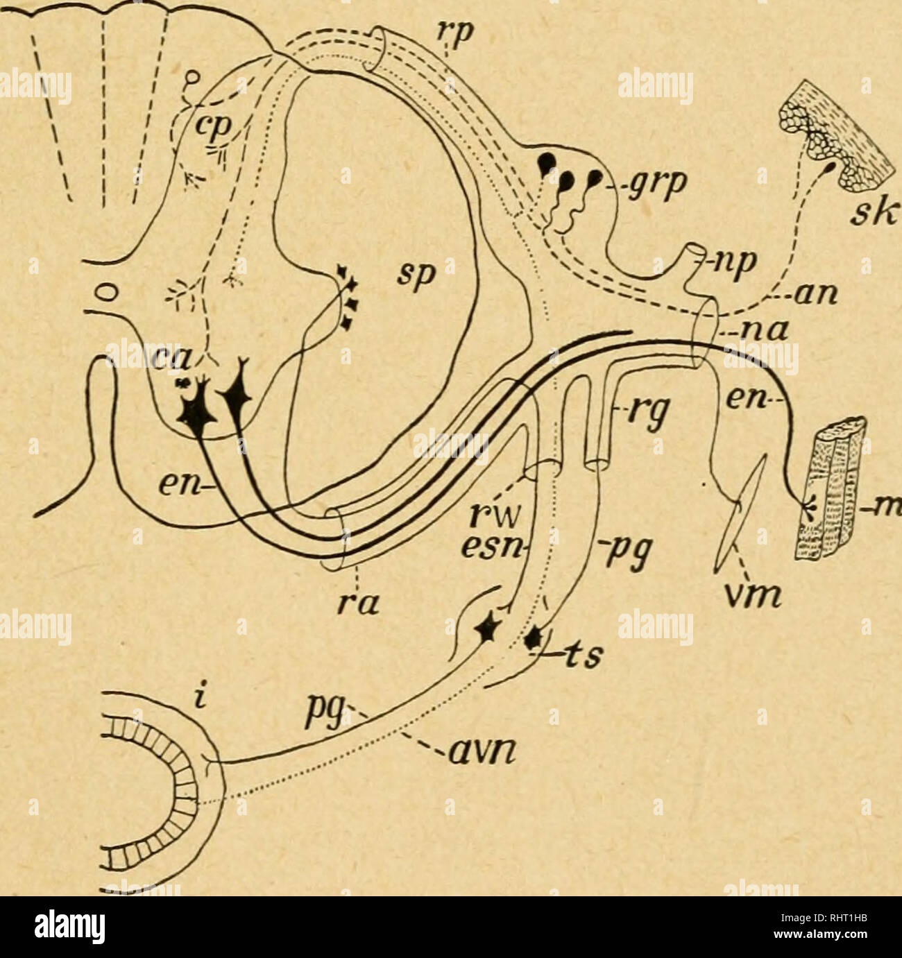 . Bensley's Practical anatomy of the rabbit : an elementary laboratory ...