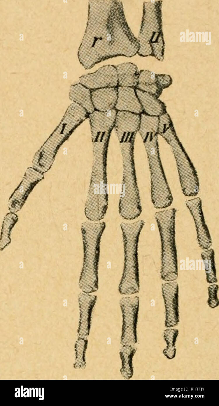 Specialized limb hi-res stock photography and images - Alamy