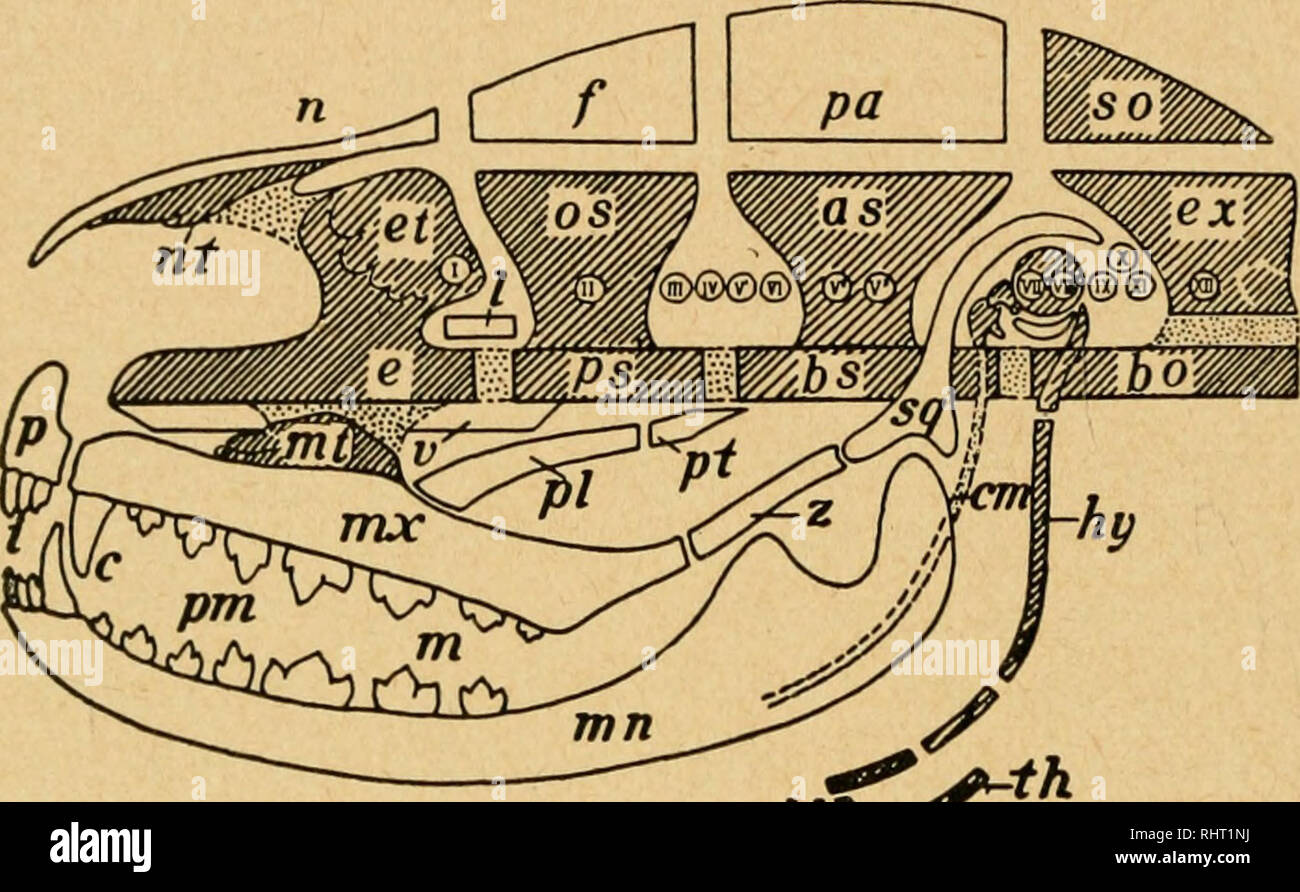 . Bensley's Practical anatomy of the rabbit : an elementary laboratory ...