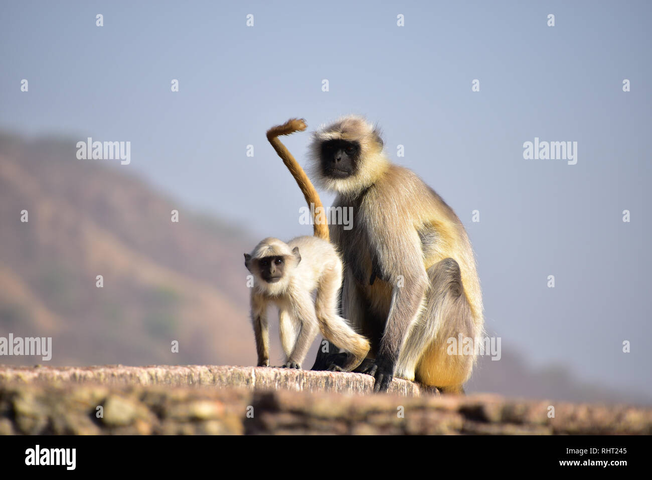 Monkeys, Grey Langurs, Amer Fort, Amber Palace, Jaipur, Rajasthan Stock ...