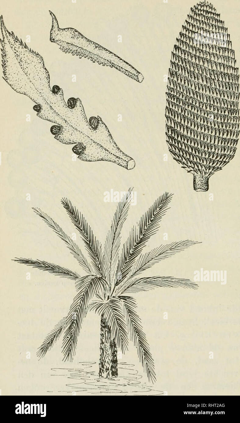 Zaadplanten hi-res stock photography and images - Alamy