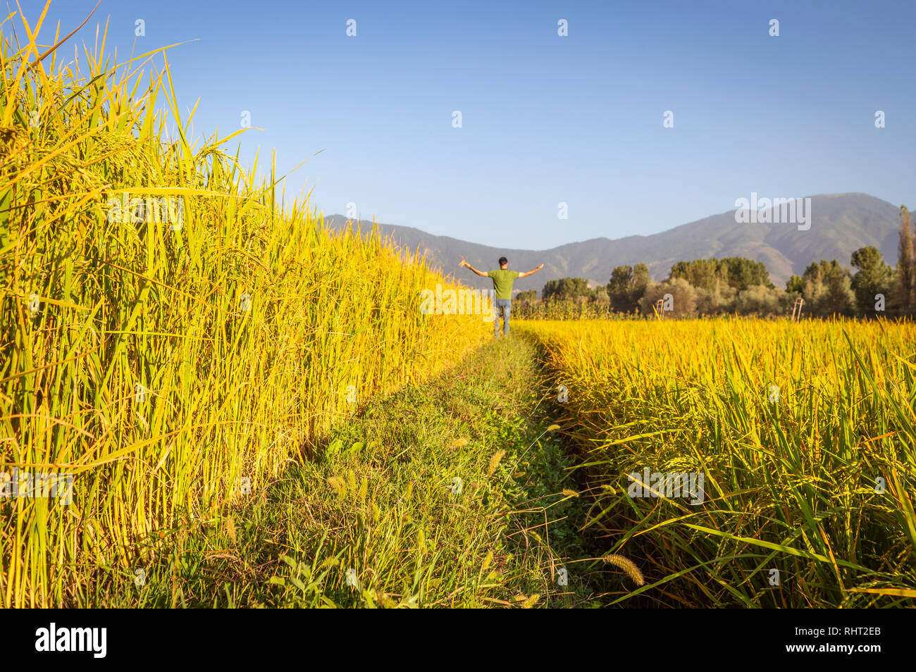 A person standing with his arms open in a paddy field rice field in ...
