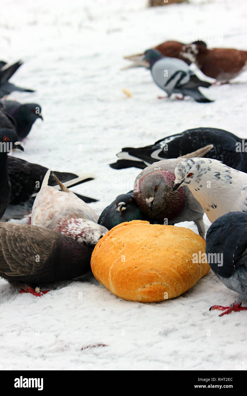 wild pigeons on the street are pigeons. Selective focus. nature Stock ...