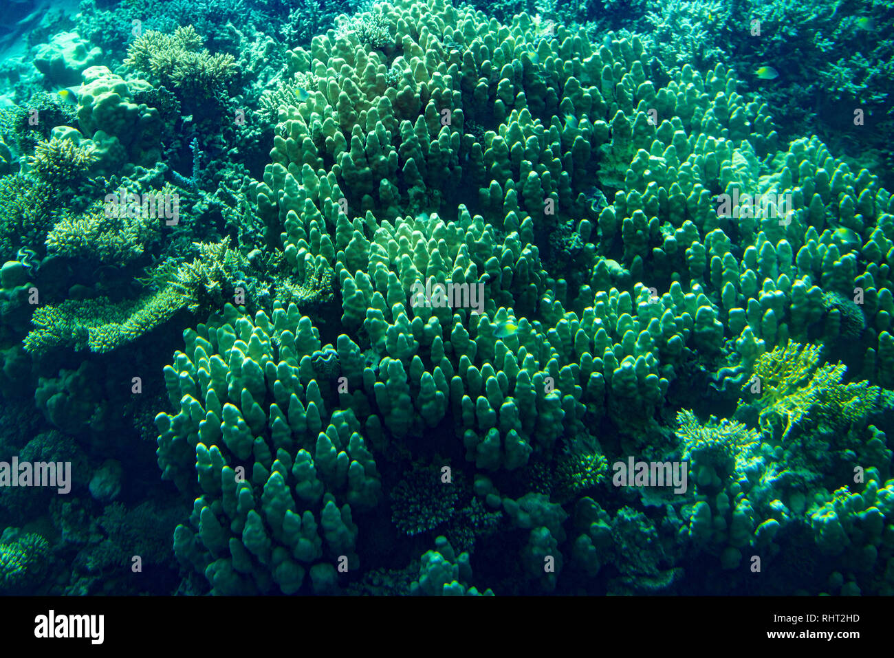 Marine Life in the Red Sea. red sea coral reef with hard corals, fishes ...
