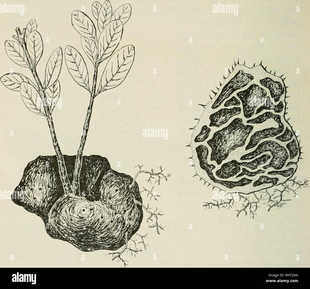 . Beknopt leerboek der plantkunde voor Nederlandsch-Indië. Plants. 130 ...