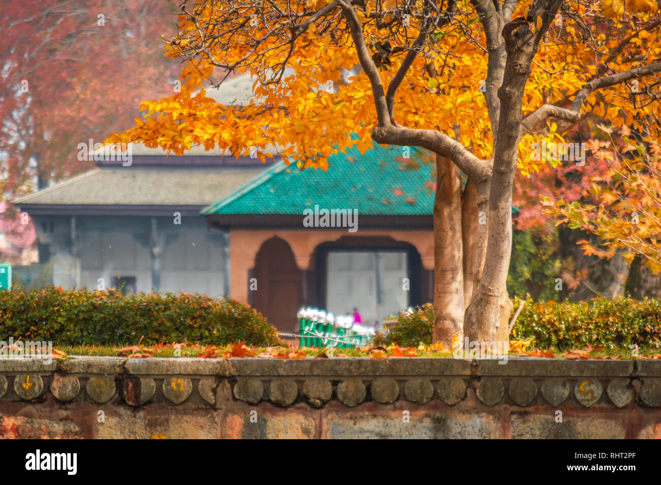 Amazing light reflected by the yellow leaves of a tree during Autumn in ...