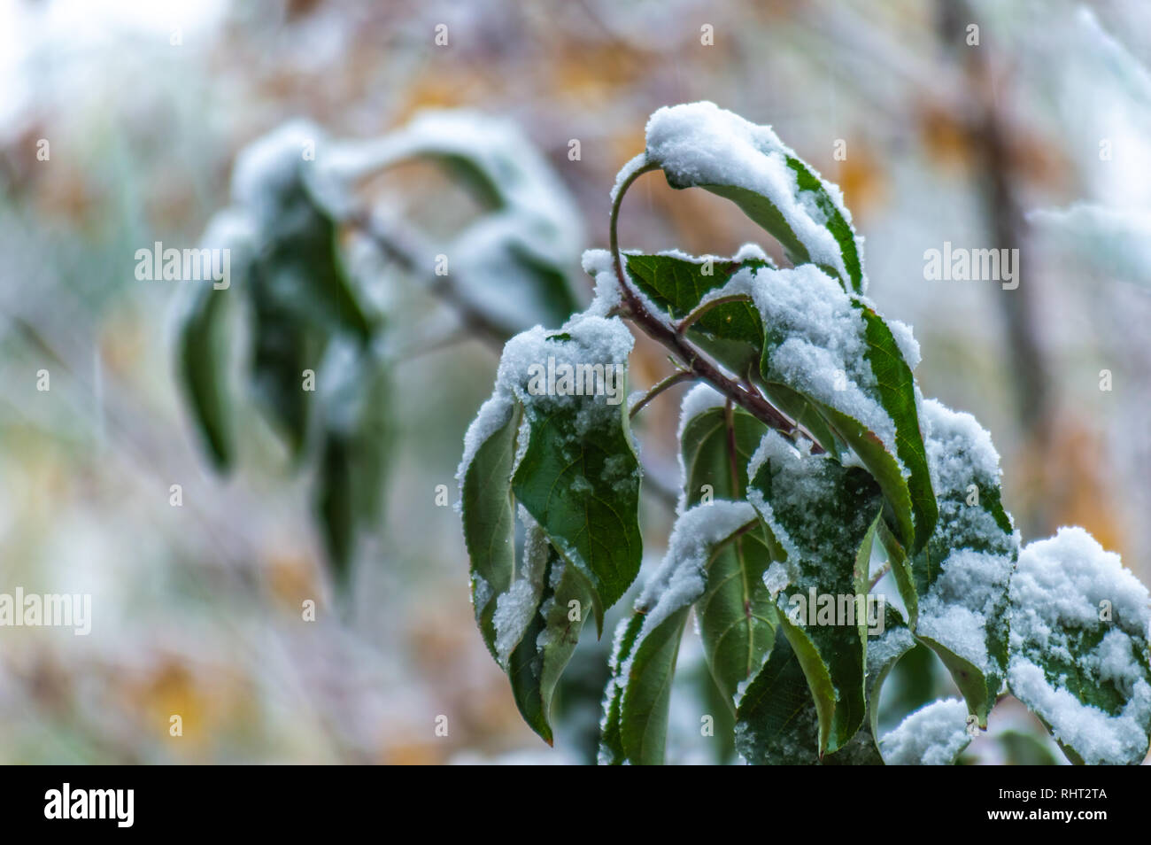 snow covered leaves, green leaves, green leaves in autumn, white light ...