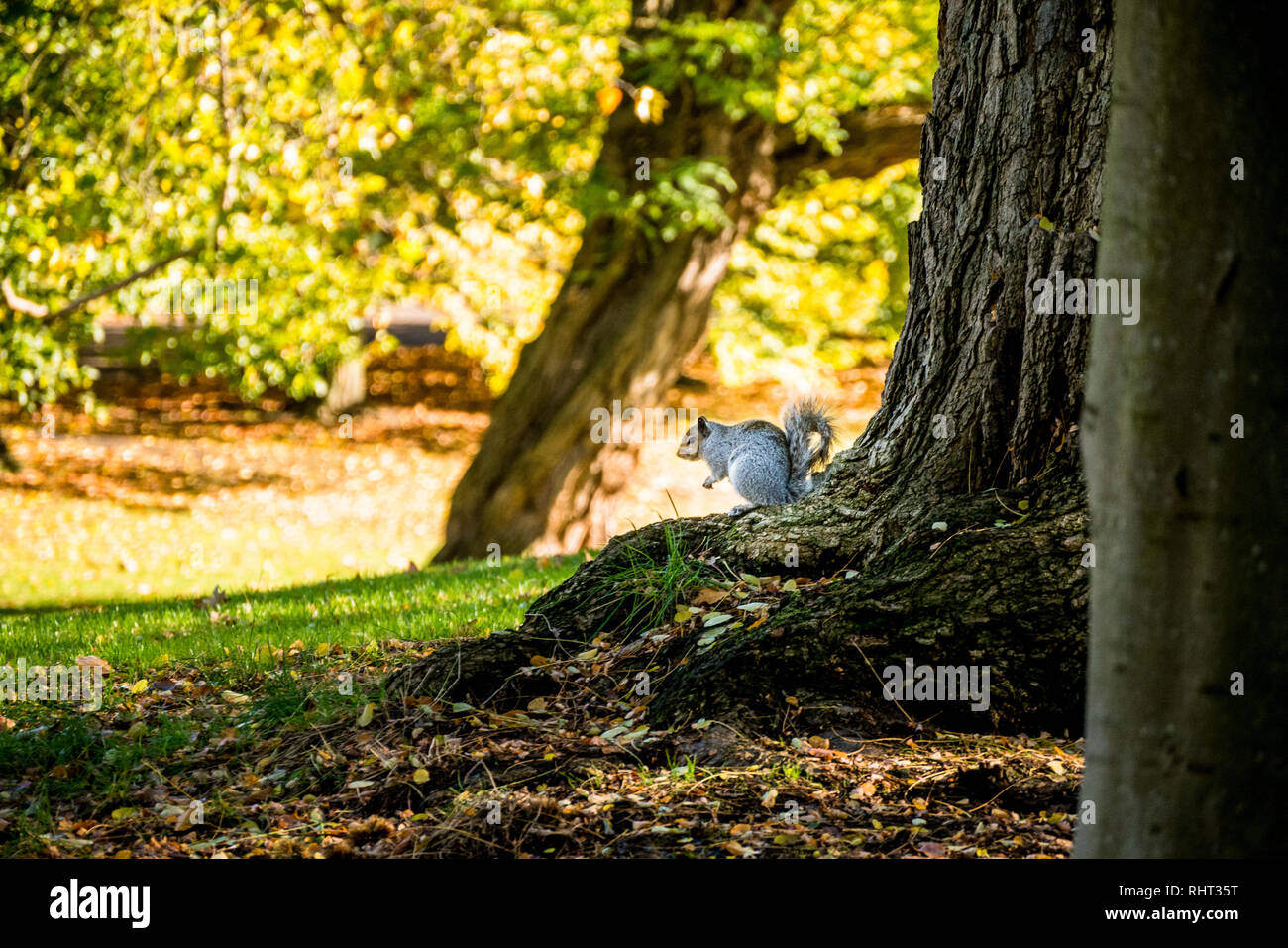 Squirrel in park woods hi-res stock photography and images - Alamy