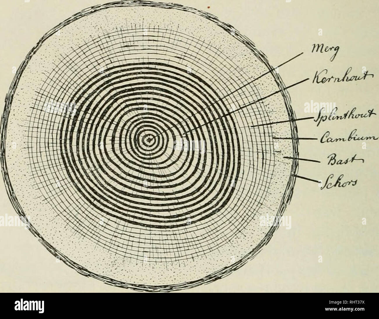 Bast van een boom hi-res stock photography and images - Alamy