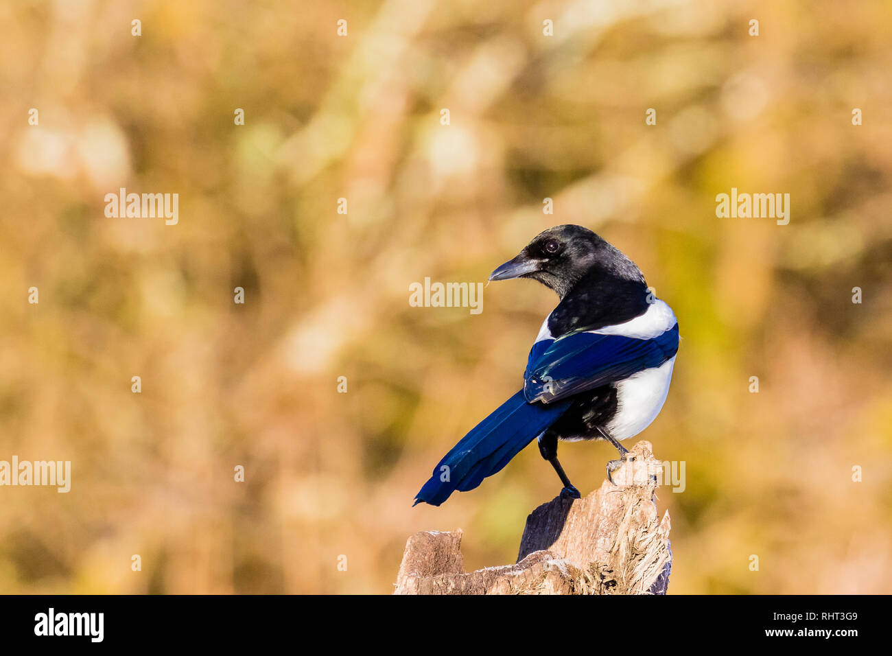 One magpie hi-res stock photography and images - Alamy
