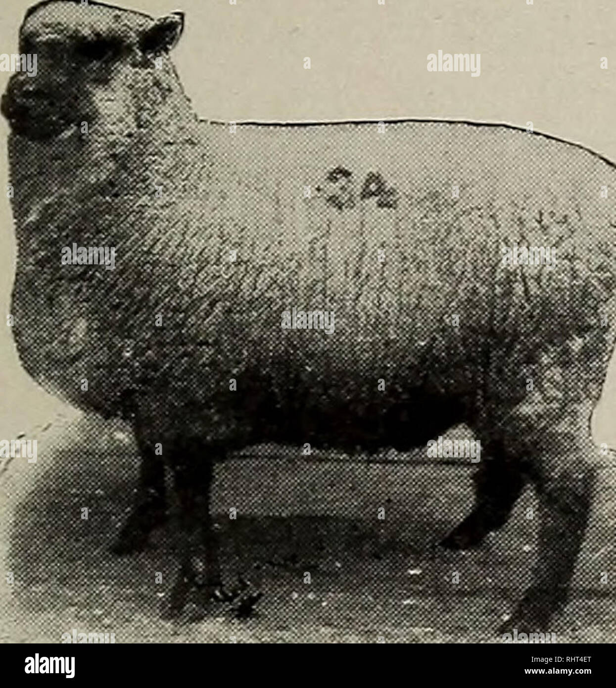 Champion dorset ram hi-res stock photography and images - Alamy