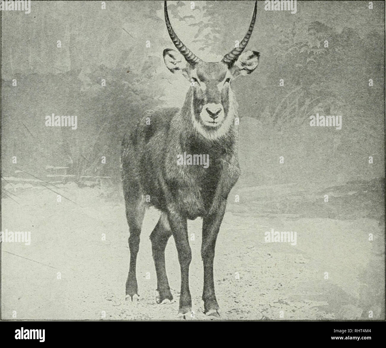 Bontebok behavior hi-res stock photography and images - Alamy