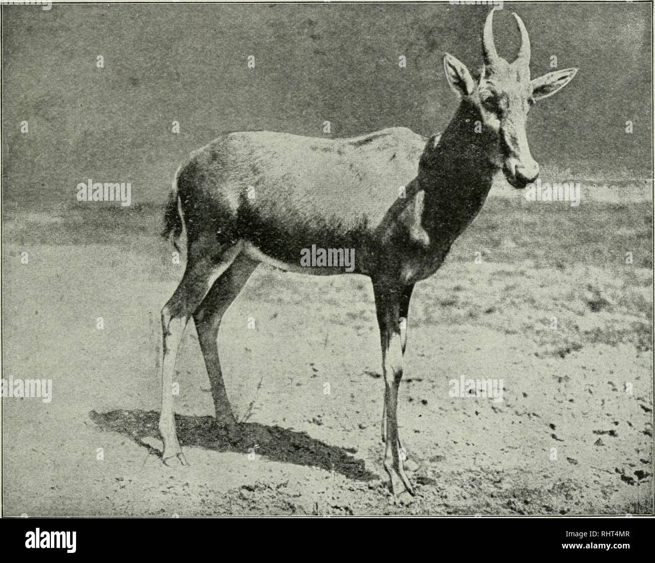 Antelope traits hi-res stock photography and images - Alamy