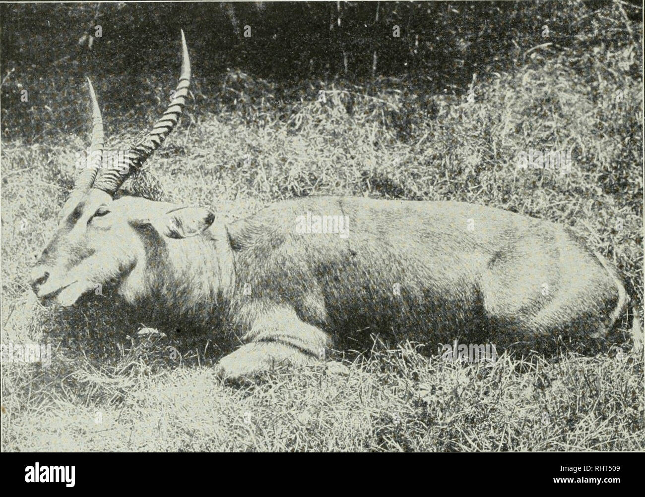 Antelope traits hi-res stock photography and images - Alamy