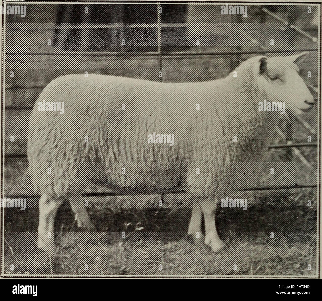 . Biggle sheep book. Sheep. 96 BIGGLE SHEEP BOOK. owner's name on one ...