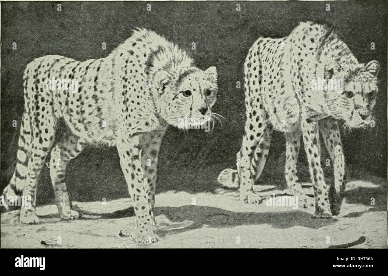 Two wild animals different species hi-res stock photography and images ...