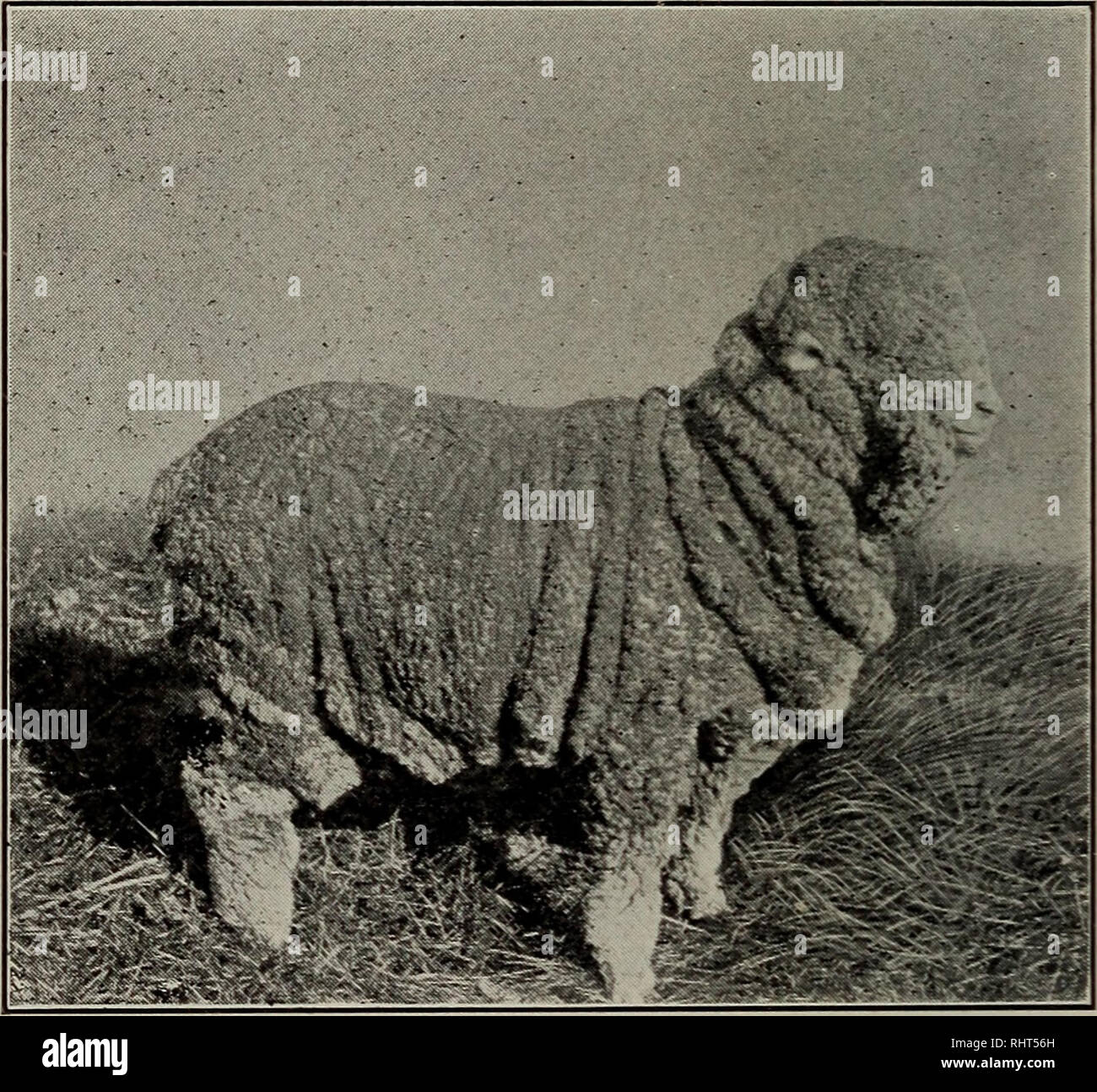 Masticating grain hi-res stock photography and images - Alamy