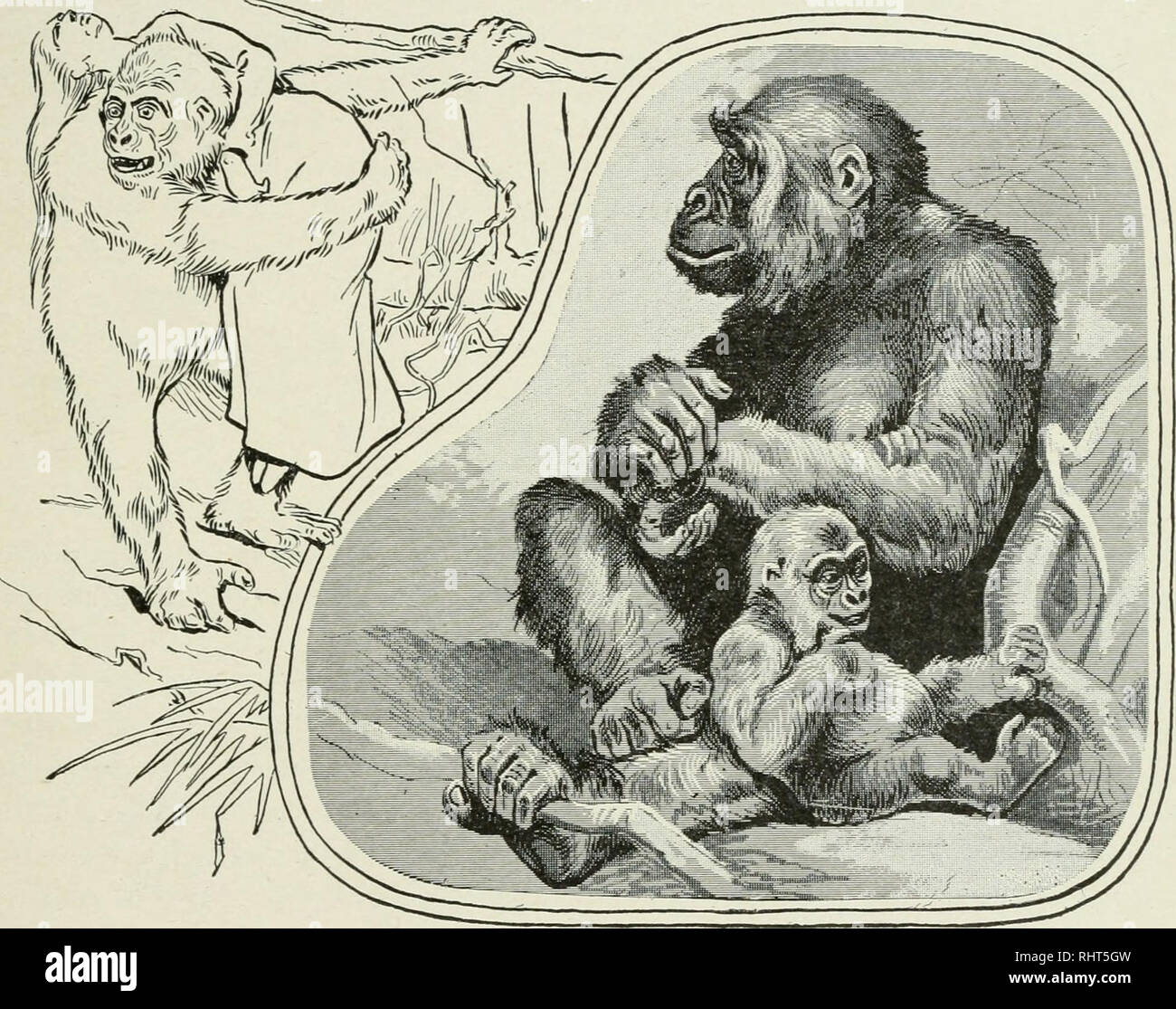 Big ape characteristics hi-res stock photography and images - Alamy