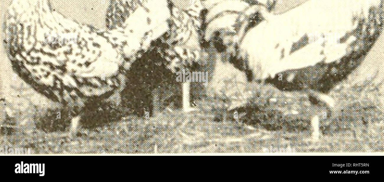 Silver spangled hamburgs hi-res stock photography and images - Alamy