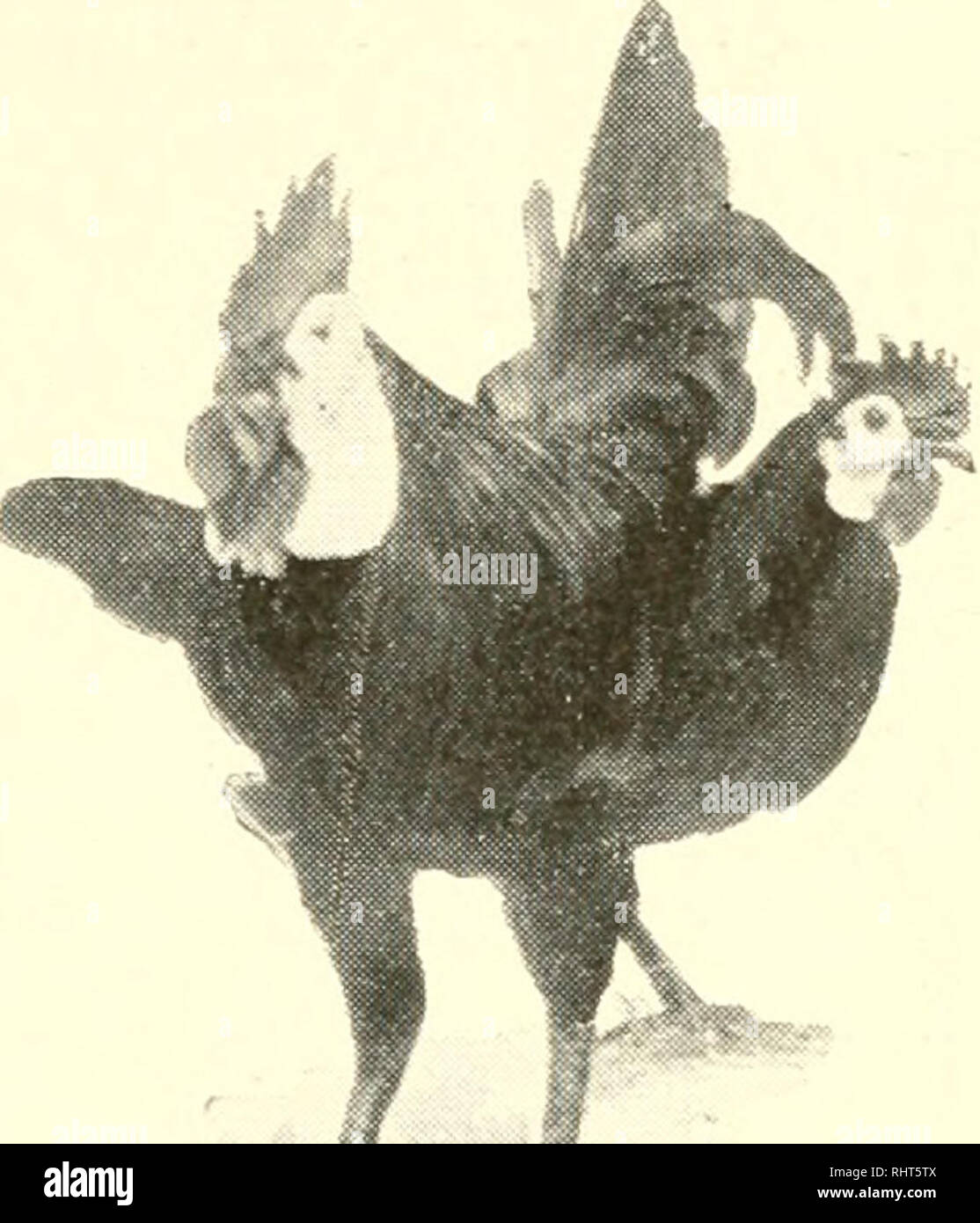 Spanish Chicken Breed