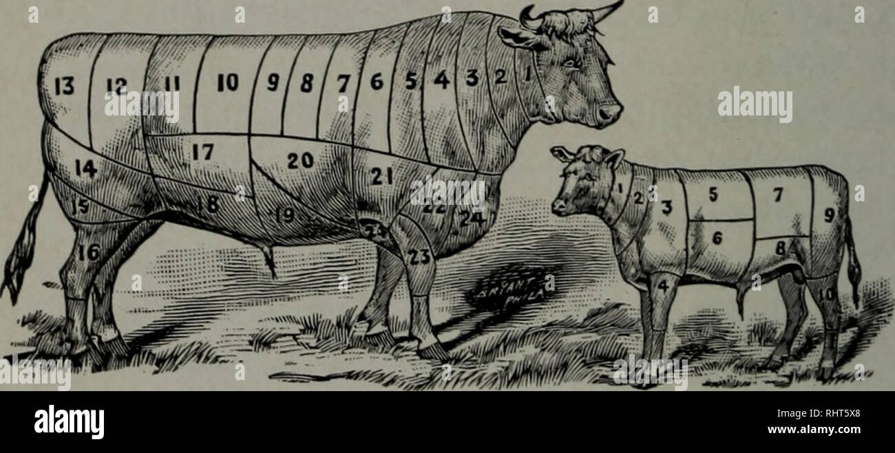 Beef navel hi-res stock photography and images - Alamy