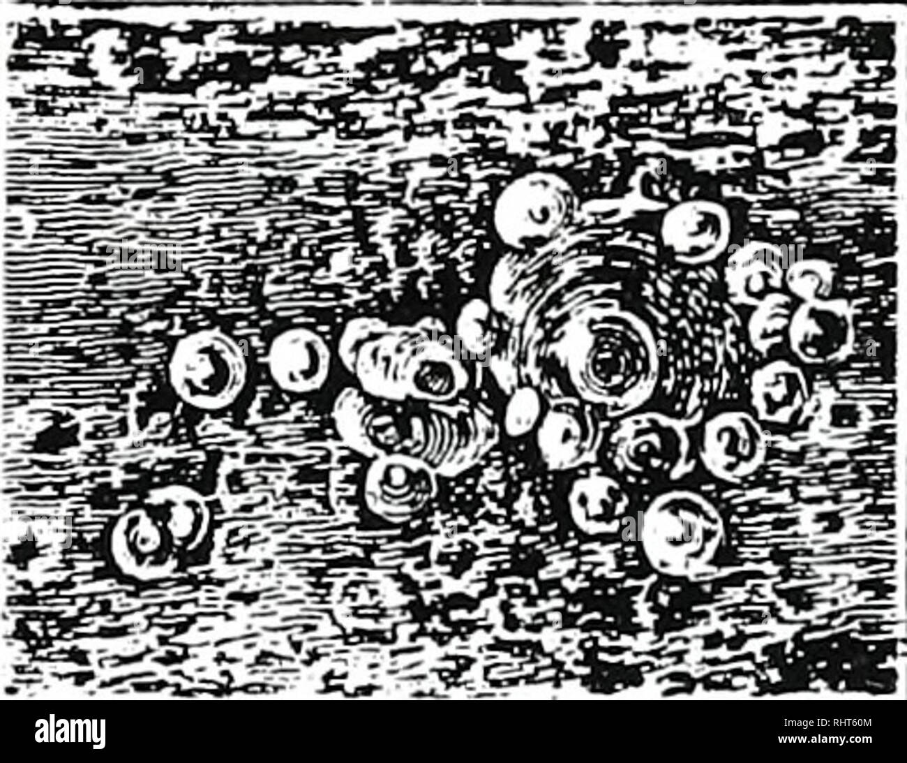 San jose scale insect pest hi-res stock photography and images - Alamy