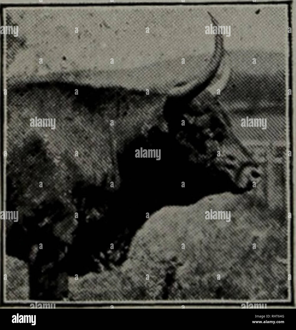 . Biggle cow book; old time and modern cow-lore rectified, concentrated ...