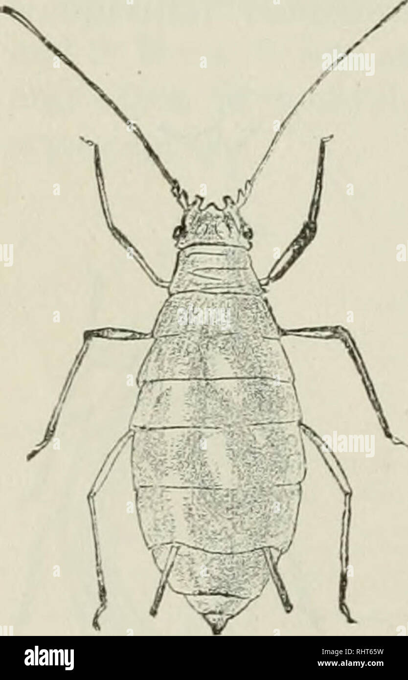 Wingless fruit fly hi-res stock photography and images - Alamy