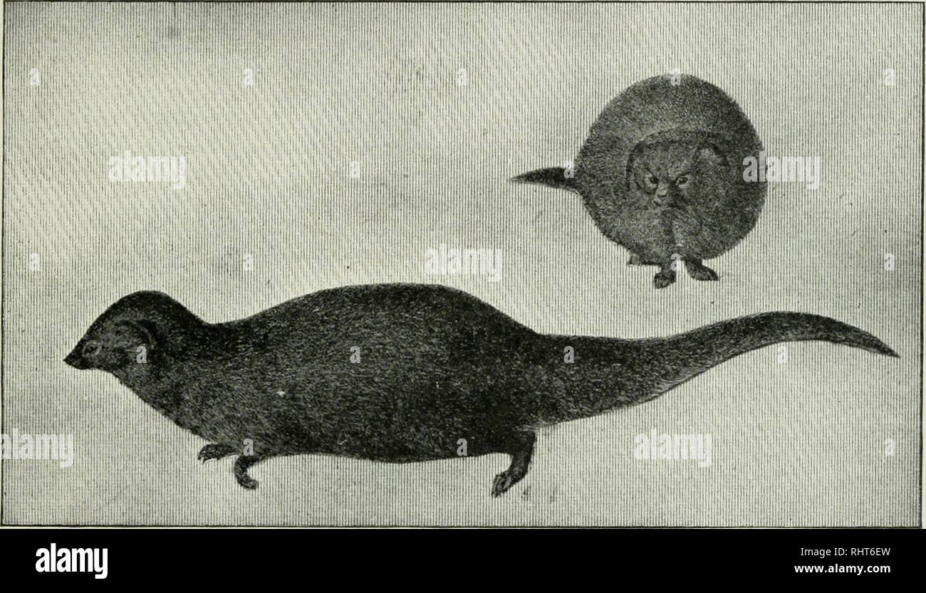 Rat egyptian hi-res stock photography and images - Alamy