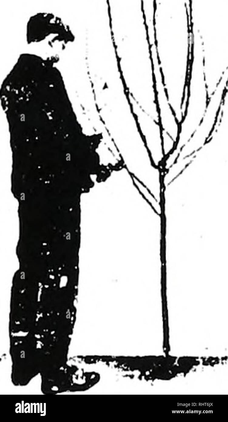 Two tree limbs that were cut Cut Out Stock Images & Pictures - Alamy