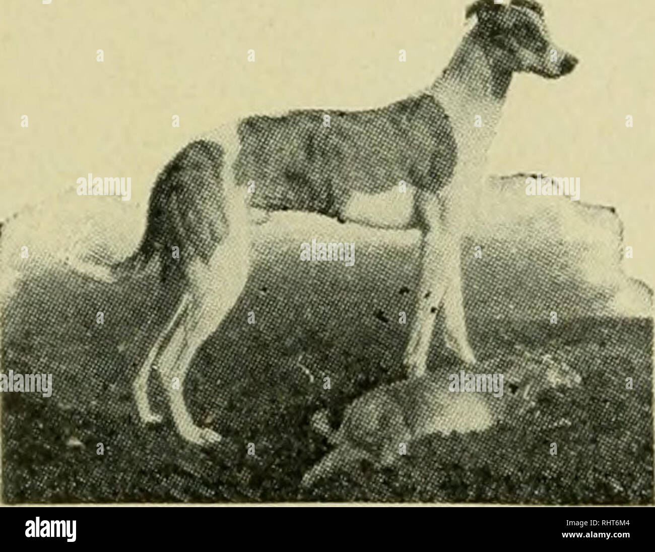 Smells Like Dog Book 4